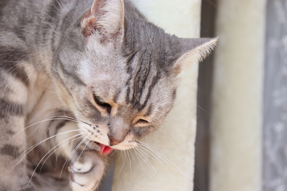 Common Causes of Vomiting in Cats and When to Call the Vet - Vet In ...
